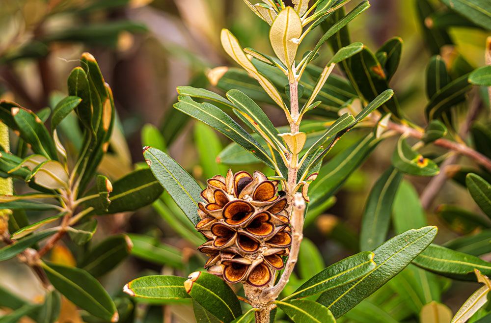 Banksia Zapfen