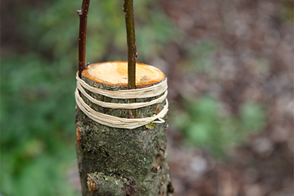 How does the grafting of plants work?