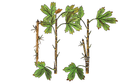 How does the grafting of plants work?