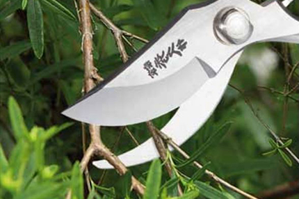 How does the grafting of plants work?