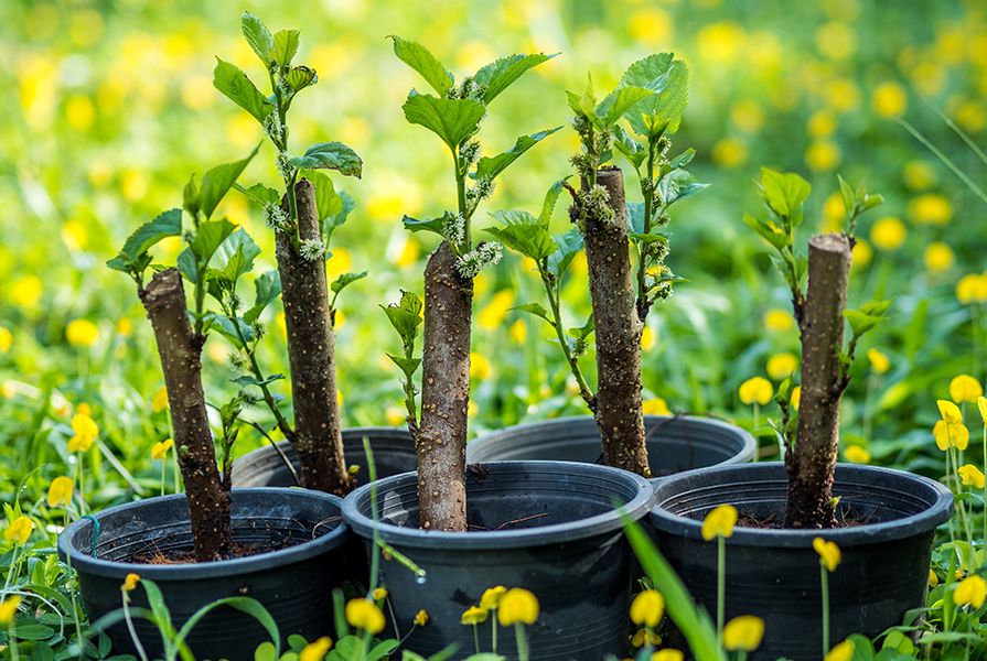 How does the grafting of plants work?