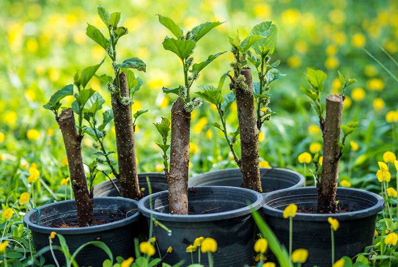 How does the grafting of plants work?